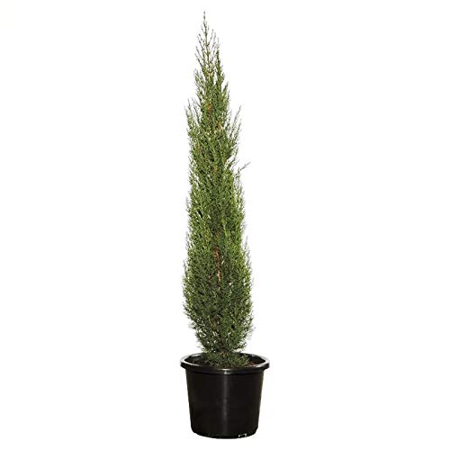 Pencil Pine Plant - with Pot - Online Plants & Flowers Delivery in ...