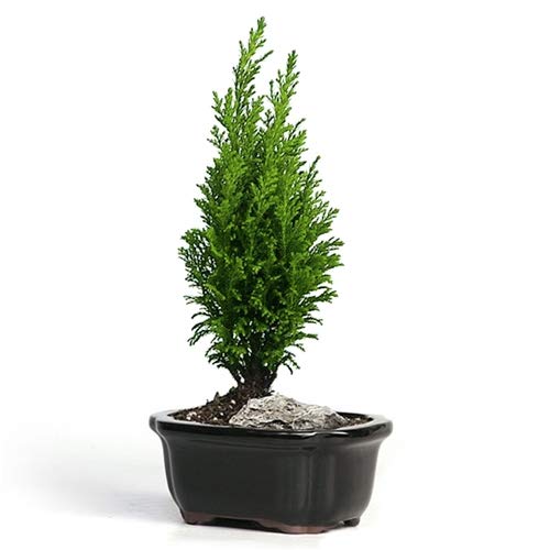 Rare Pencil Pine Plant - with Pot - Online Plants & Flowers Delivery in ...