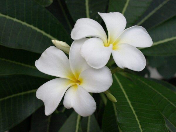 Good Luck Naag Champa, Plumeria Champa White Flower Plant - with Pot ...