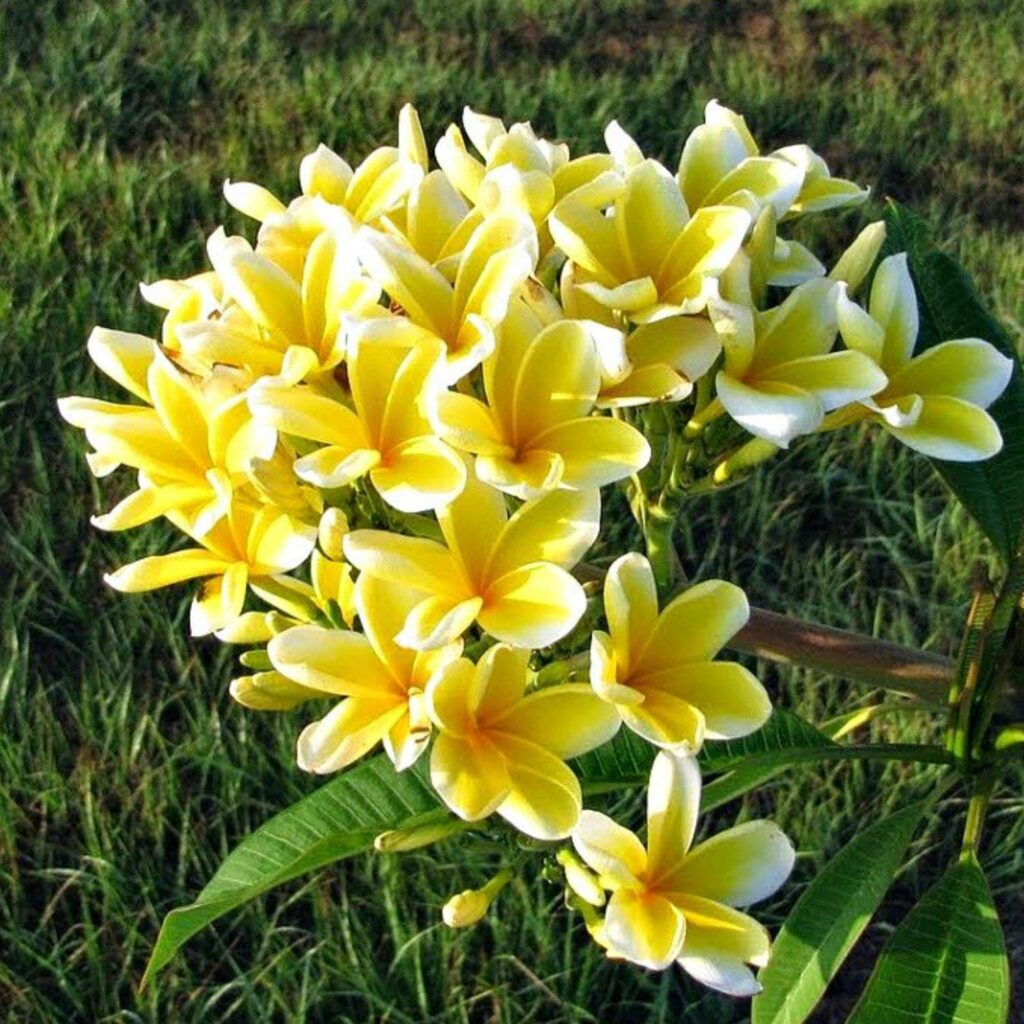 Plumeria Champa Yellow Flower Plant - with Pot - Online Plants ...