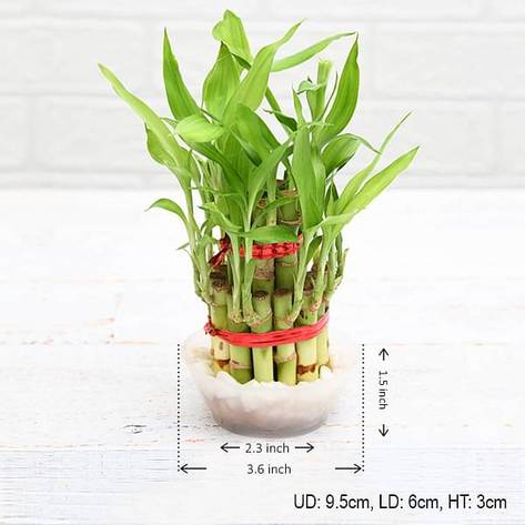 Plants
