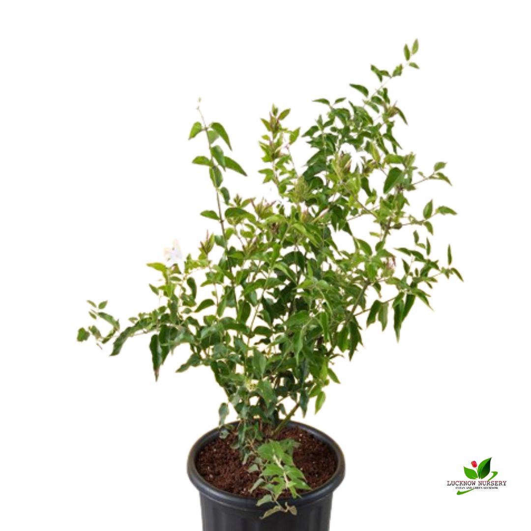 Maghai paan/betel small leaf plant with Pot - Online Plants & Flowers ...