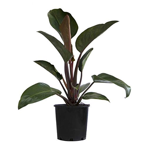Philodendron Red Congo Plant - With Pot - Online Plants & Flowers ...