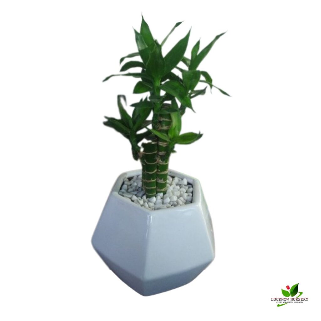 Multidrop Lotus Tiger Sticks Lucky Bamboo Plant - With Ceramic Pot ...