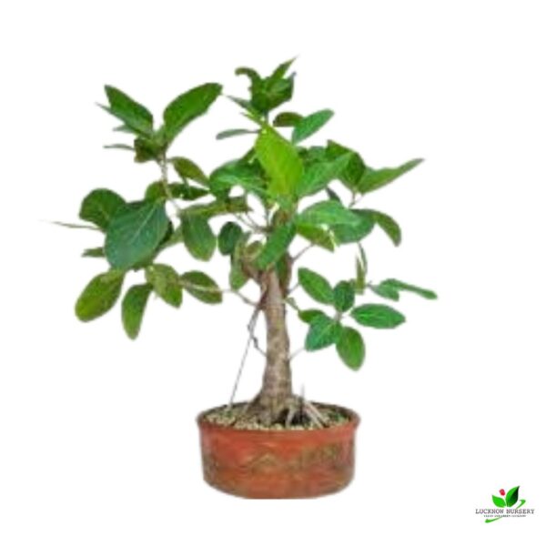 Banyan Tree Bonsai Plant - With Clay Pot - Online Plants & Flowers ...