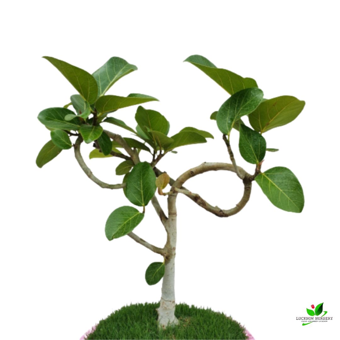 Banyan Tree Bonsai Plant - With Clay Pot - Online Plants & Flowers ...