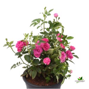 Miniature Rose (Pink), Button Rose Plant - with Pot - Online Plants ...
