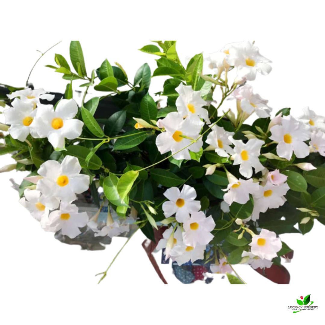 Mandevilla (White) Creeper Plant - With Pot - Online Plants & Flowers ...