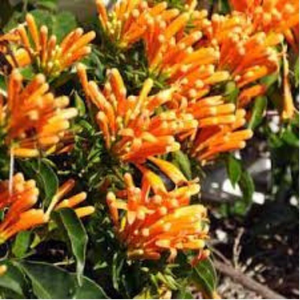 Begonia Venusta (Orange Flame Vine) Plant - With Pot - Online Plants ...